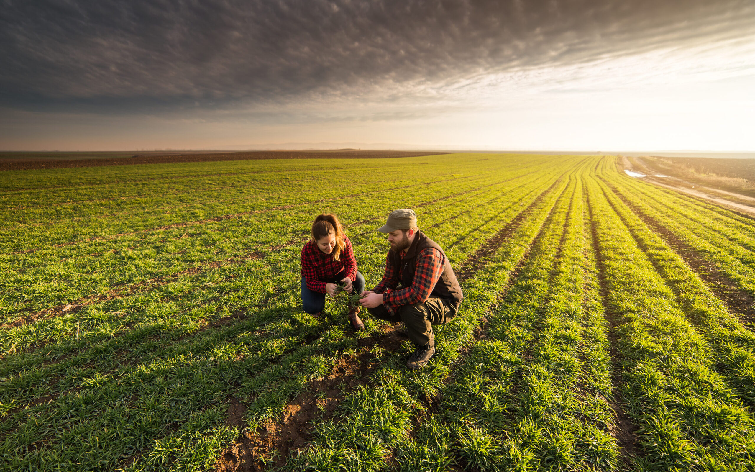 IPI Stock: Agriculture Stock Captures Fertilizer Boom | Money & Markets
